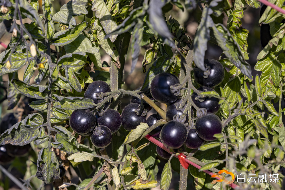 多汁又多彩！白云区马洞村小番茄成熟上市、开放采摘
