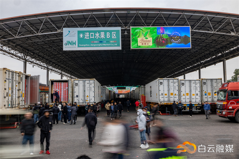 车厘子价格亲民，蔬菜储备充足！元旦节前白云果蔬市场供销两旺