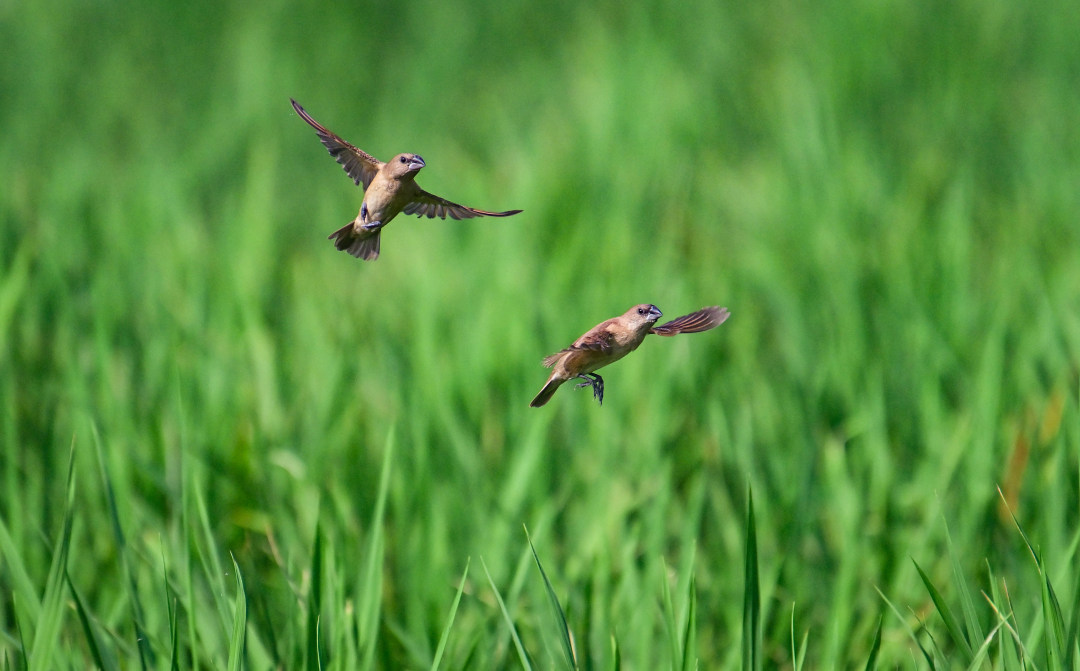 视频+多图 | 一方稻田谱写的都市田园诗
