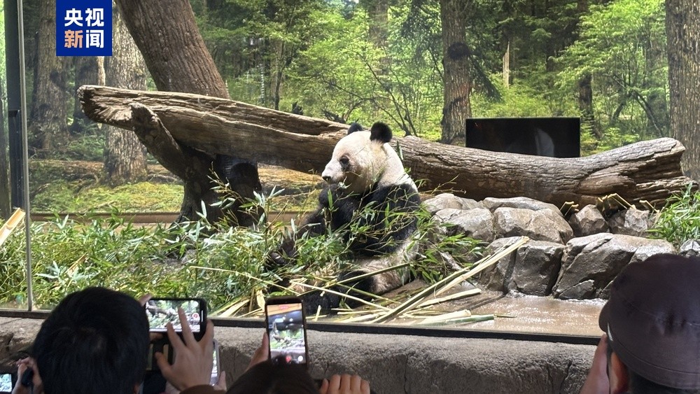 最后一天“打卡上班”，旅日大熊猫“晓晓”和“蕾蕾”后天回国