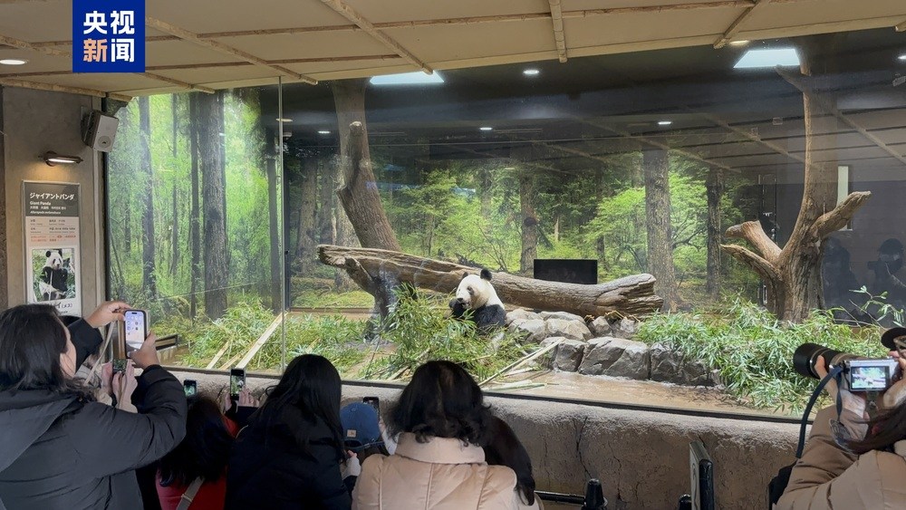 最后一天“打卡上班”，旅日大熊猫“晓晓”和“蕾蕾”后天回国